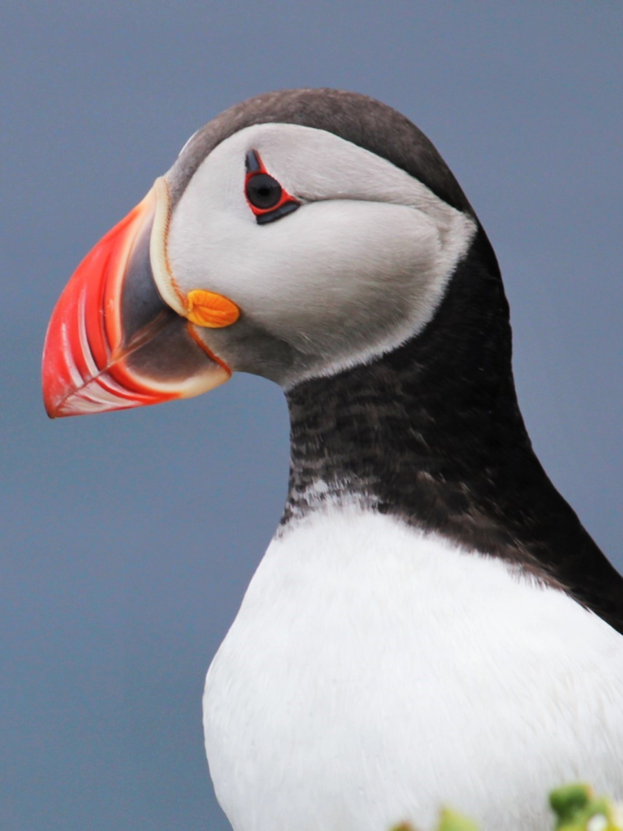 All about Puffin; the cutest bird on the planet | Times of India