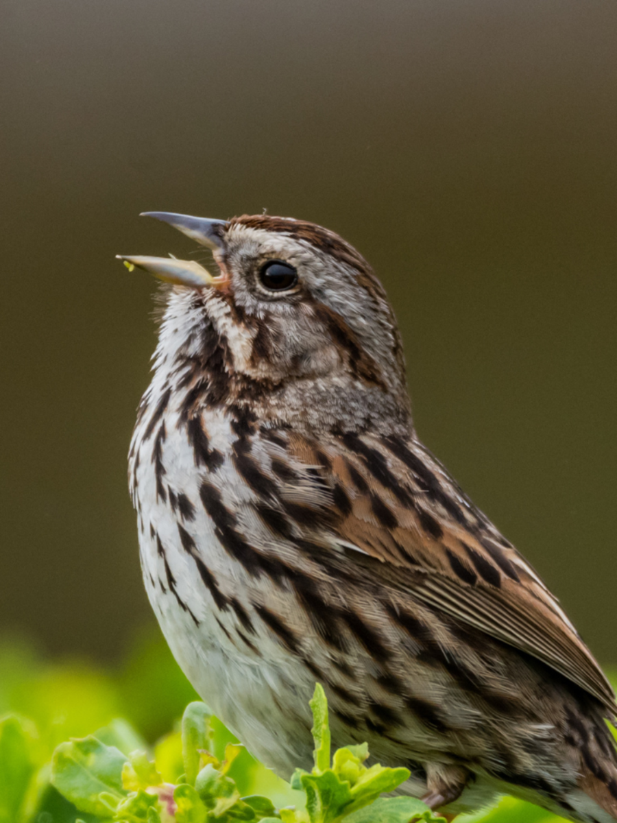 Tips To Attract Beautiful Songbirds To Your Balcony | Times Now