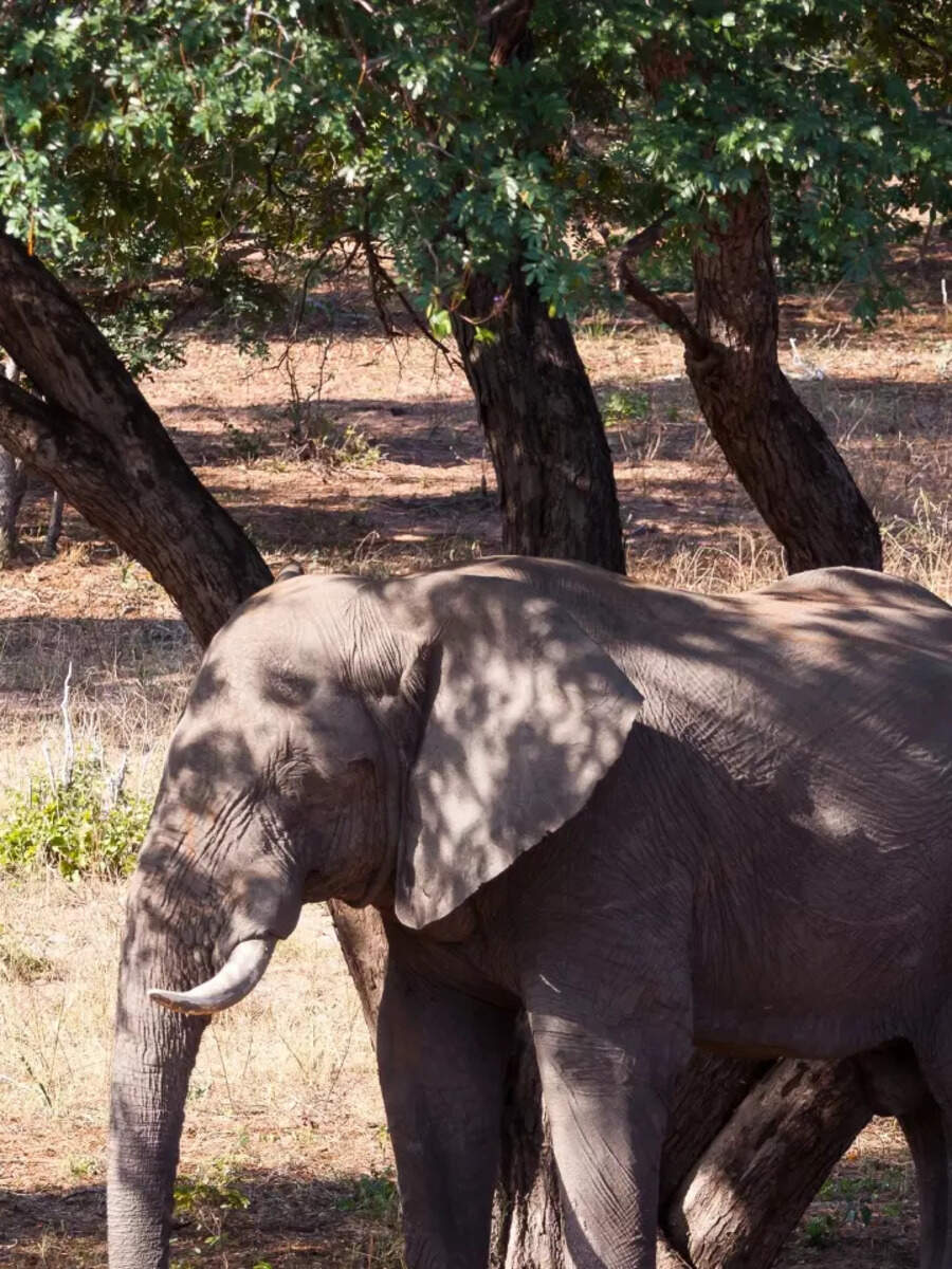 5 Animals That Sleep Standing Up | Times Now