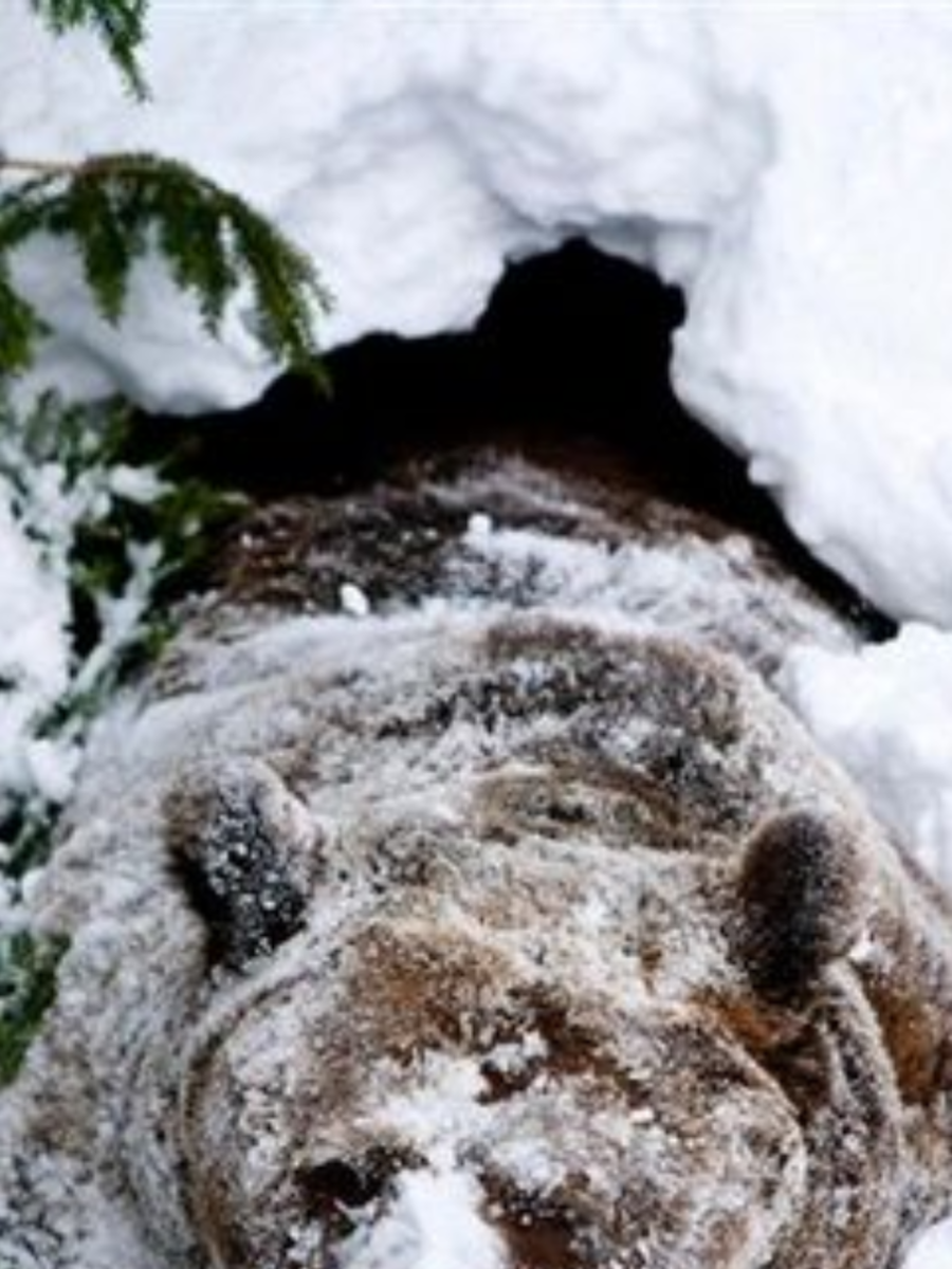 Animals Who Can Survive For Months Without Food | Times Now