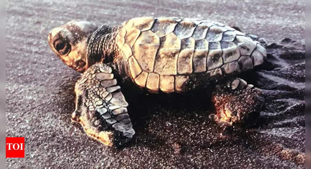 Olive Ridleys: Olive Ridleys in Goa hatch conservation record | India ...