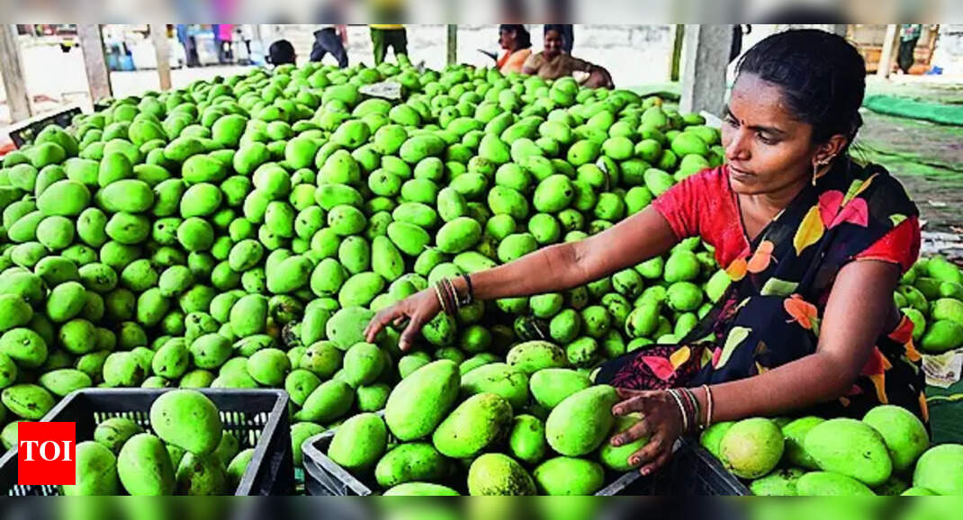 Mango Crop: Impact of Untimely Rains on Mango Crop and Price Surge ...