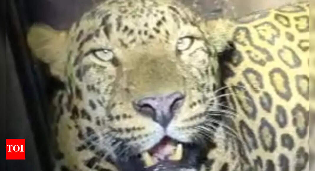 Manikdoh Rescue Facility: Expansion of Manikdoh Leopard Rescue Centre ...