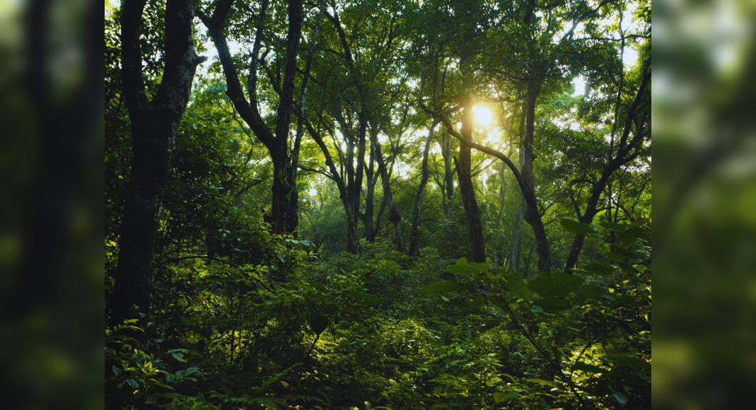 7 most beautiful forests in India | TimesTravel