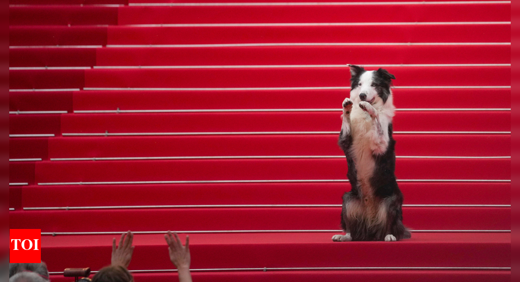 Meet the famous Palm Dog winners from Cannes - Times of India