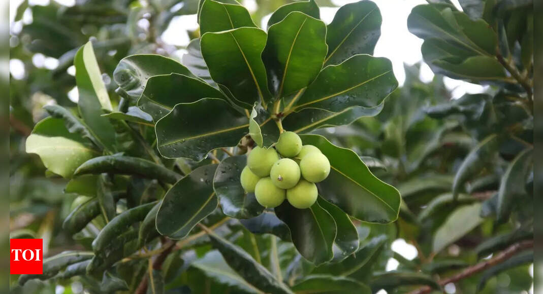 This lesser-known Indian tree not only produces oxygen but also water ...