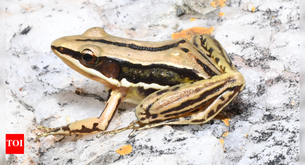 Sri Lankan Golden-Backed Frog spotted in AP : ZSI Hyderabad | Hyderabad ...