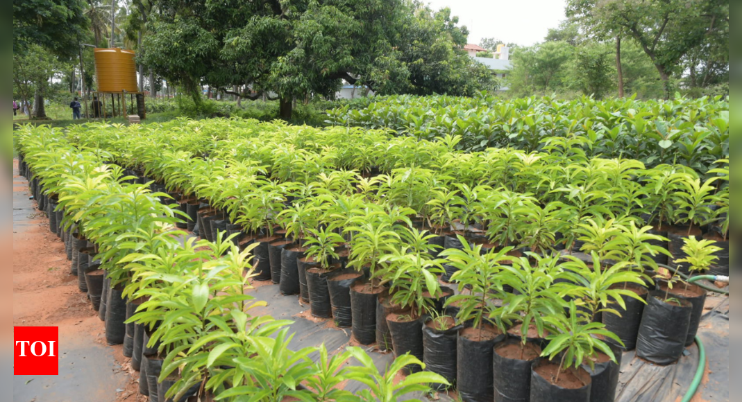 After planting 5 crore saplings, Karnataka forest minister orders audit ...