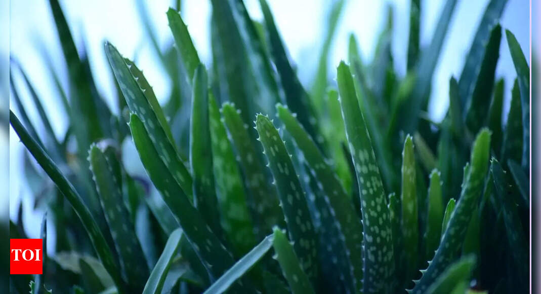 Aloe Vera Gel: Compounds in aloe vera can treat PCOS effectively, finds ...
