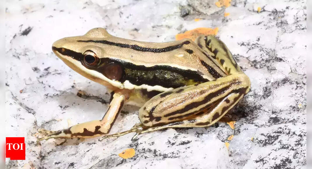 Hylarana Gracilis: Sri Lankan golden-backed frog spotted in Andhra ...