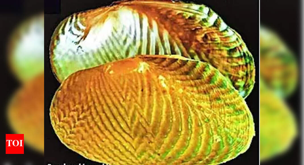 Mussel Species: Rediscovery of 'Extinct' Mussel Species in Brahmaputra ...