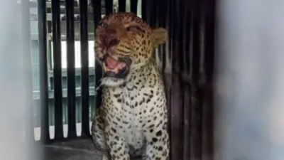 Leopard: Junnar forest officials catch eighth leopard | Pune News ...