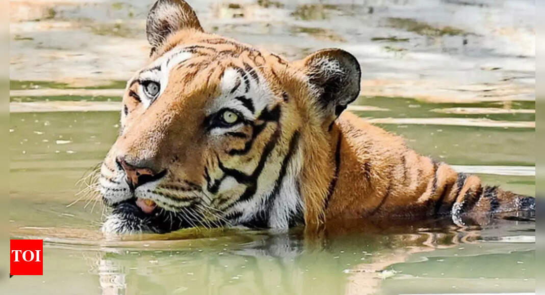 Animals: Animals Struggle with Heat Stress: Human Intervention Needed ...