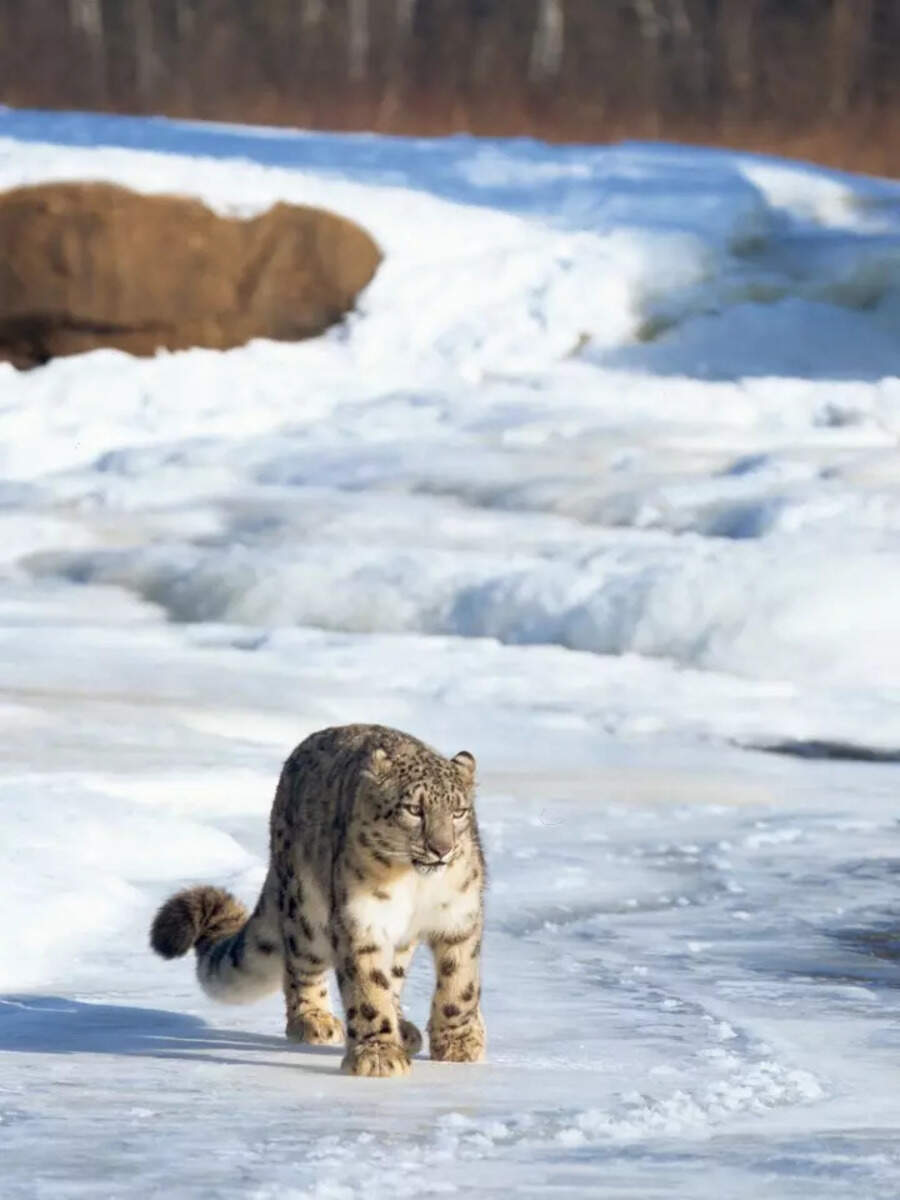 Animals of Himalayas: 5 High-Altitude Denizens of the Mountains | Times Now