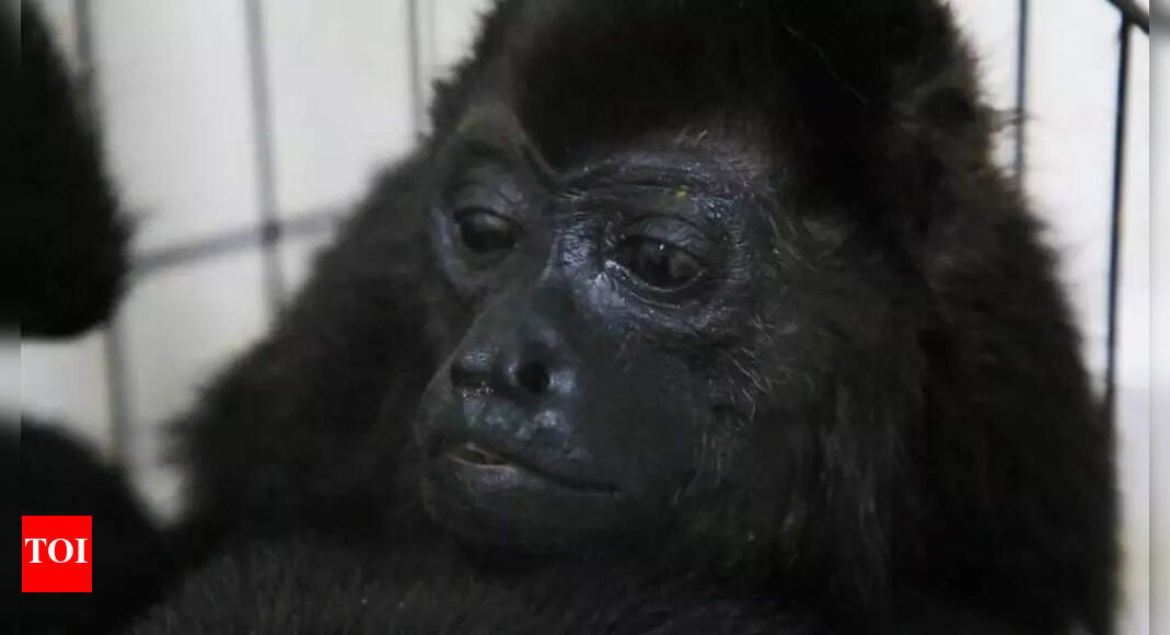 It's so hot in Mexico that howler monkeys are falling dead from the ...