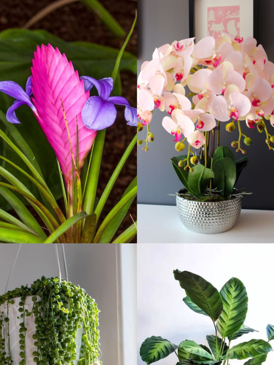 Most Exotic Indoor Plants For Living Room | Times Now