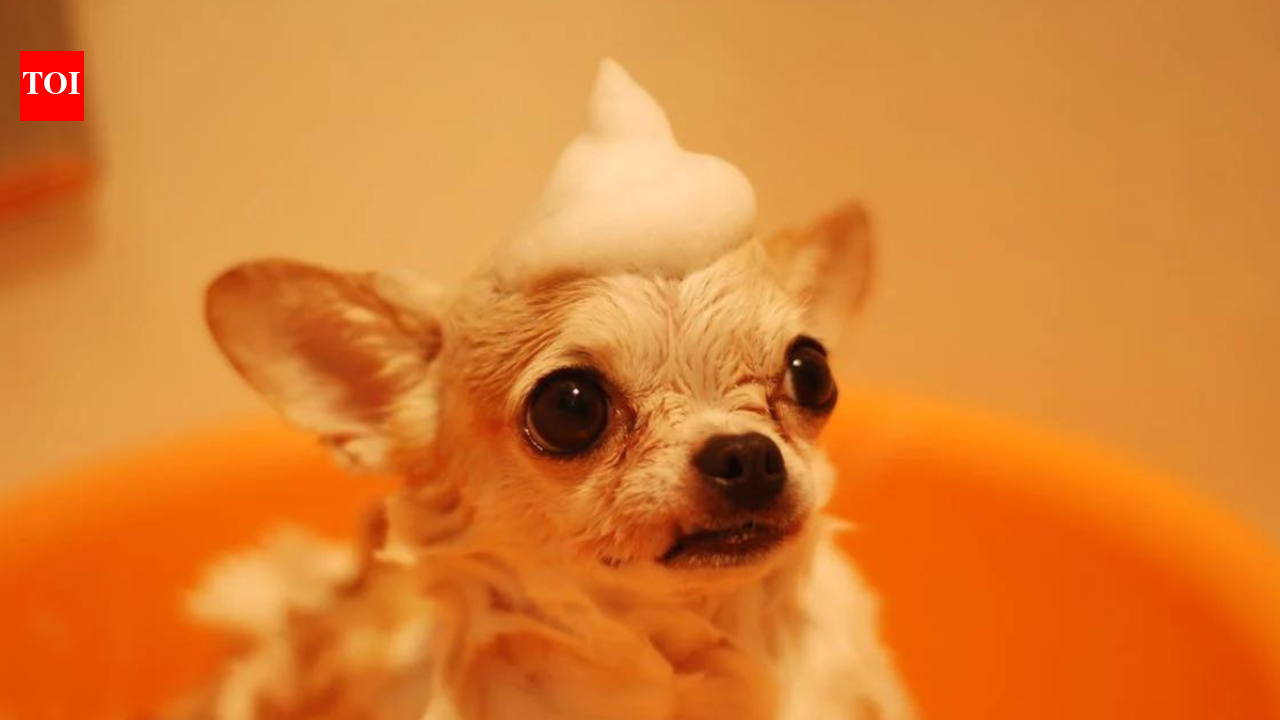 Best Dog Shampoos For Summers: Refreshing Options For Your Beloved Pet ...