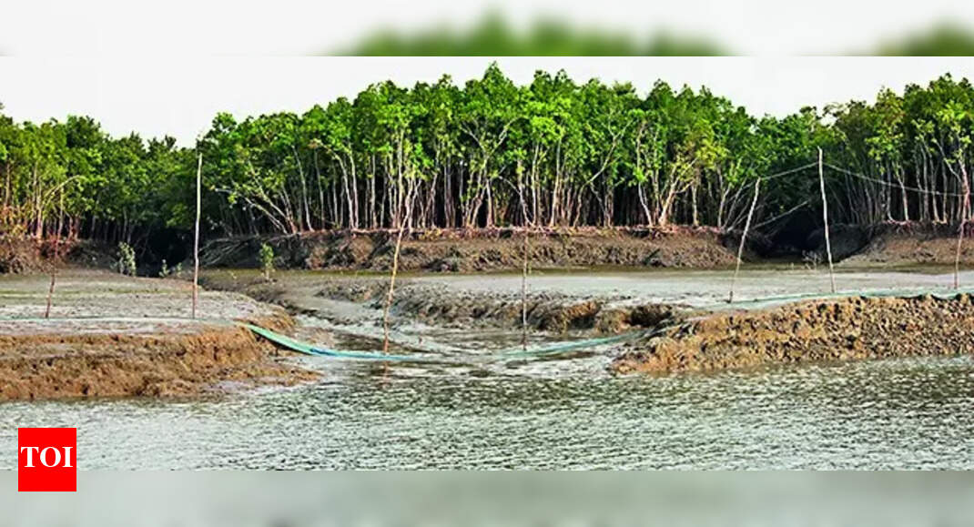 Forest Guard: Forest guard’s death: 3 Bangla men caught following honey ...