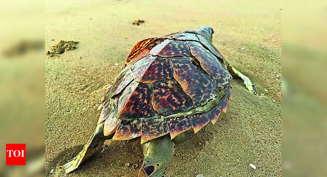 Hawksbill Turtle: Critically endangered Hawksbill turtle carcass found ...
