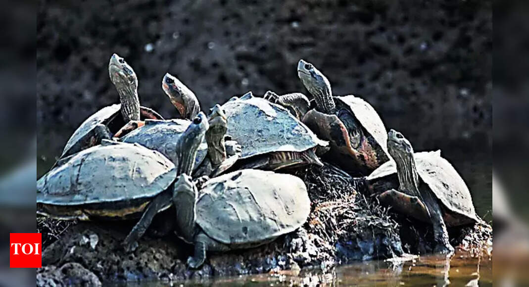 Turtle Calipee: Poachers now shift to trade of dried calipee of turtles ...