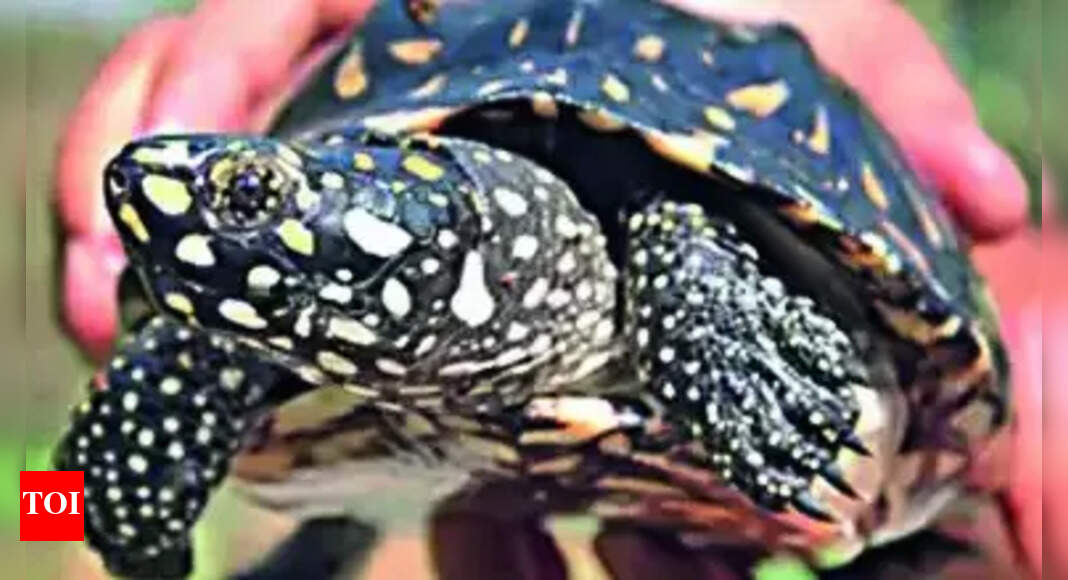 Rare Spotted Black Pond Turtle sighted in HP’s Renuka wetland | Shimla ...