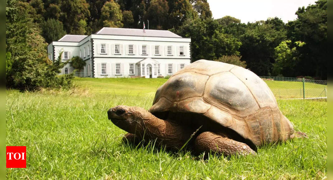 World Oldest Turtle: Meet Jonathan, the 191 year-old tortoise who is ...