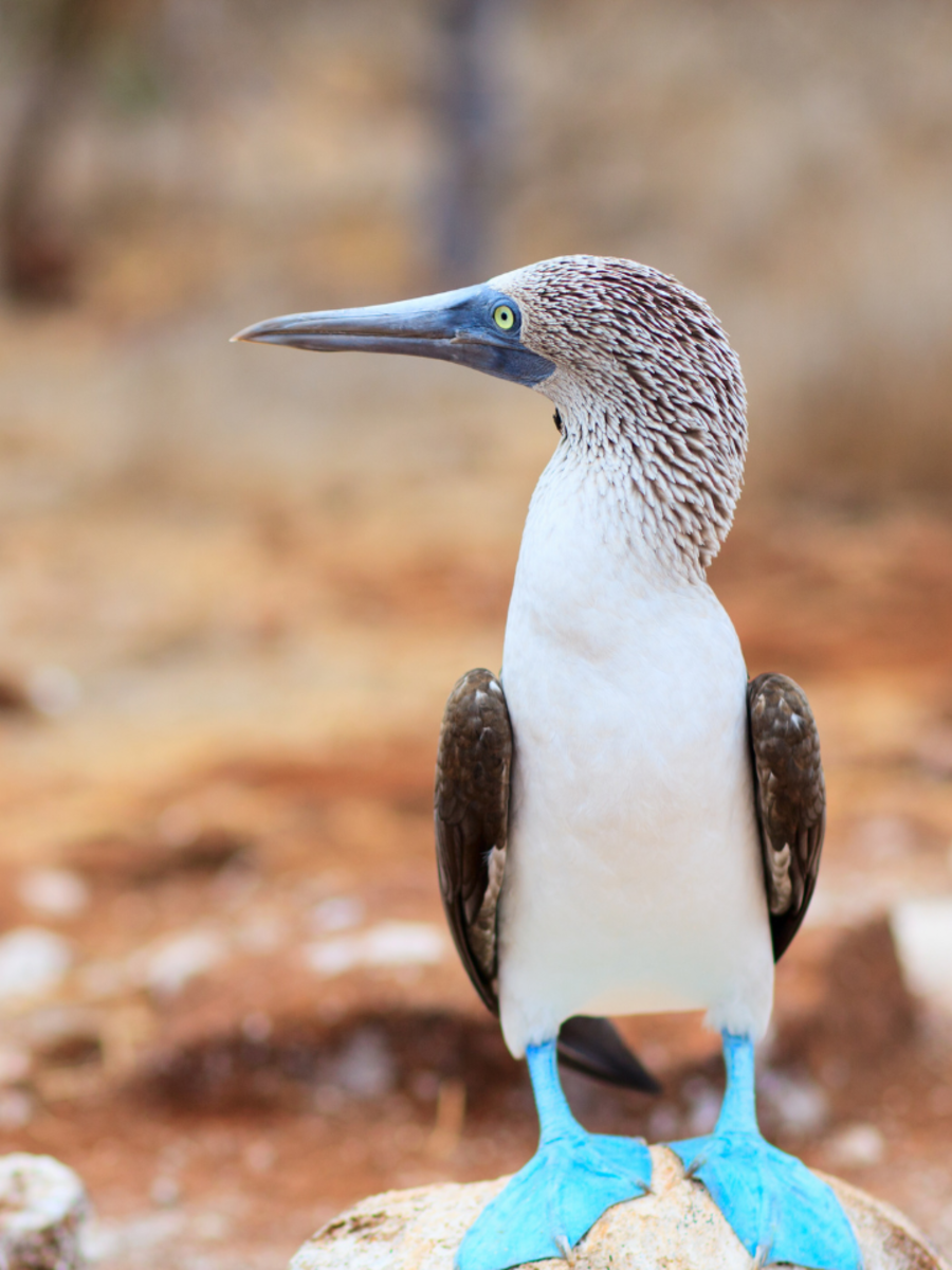 10 most unique animal species on Earth | Times of India