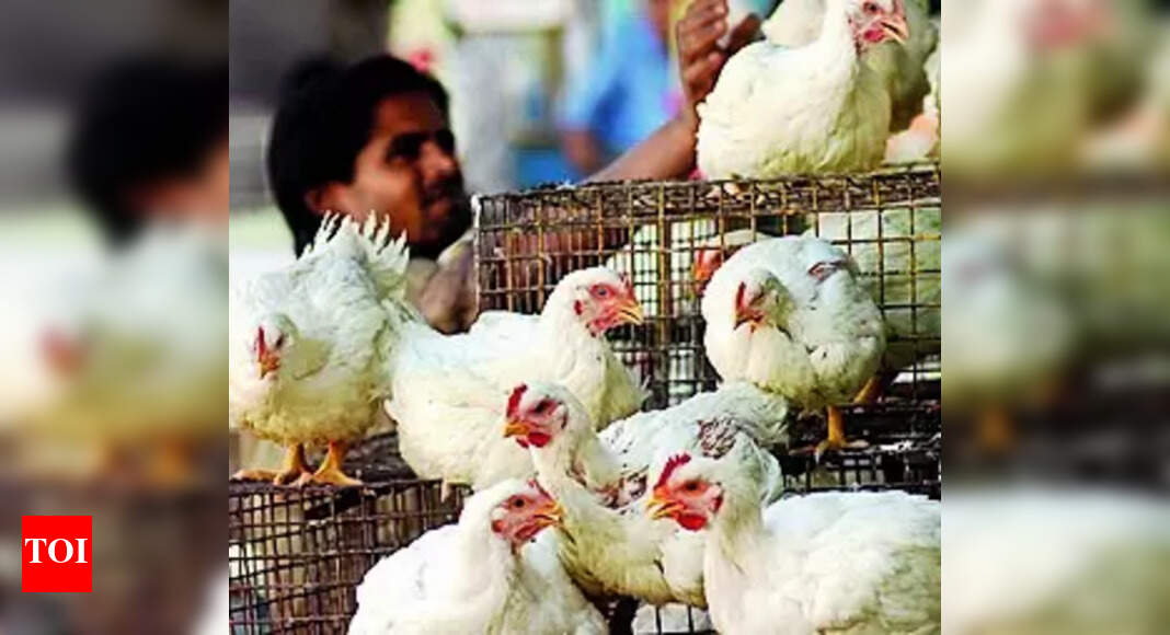 1km bird flu affected zone declared after 9,000 chickens die at Kerala ...