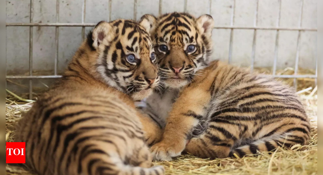 Translocated tigress gives birth to four cubs in Uttarakhand | India ...