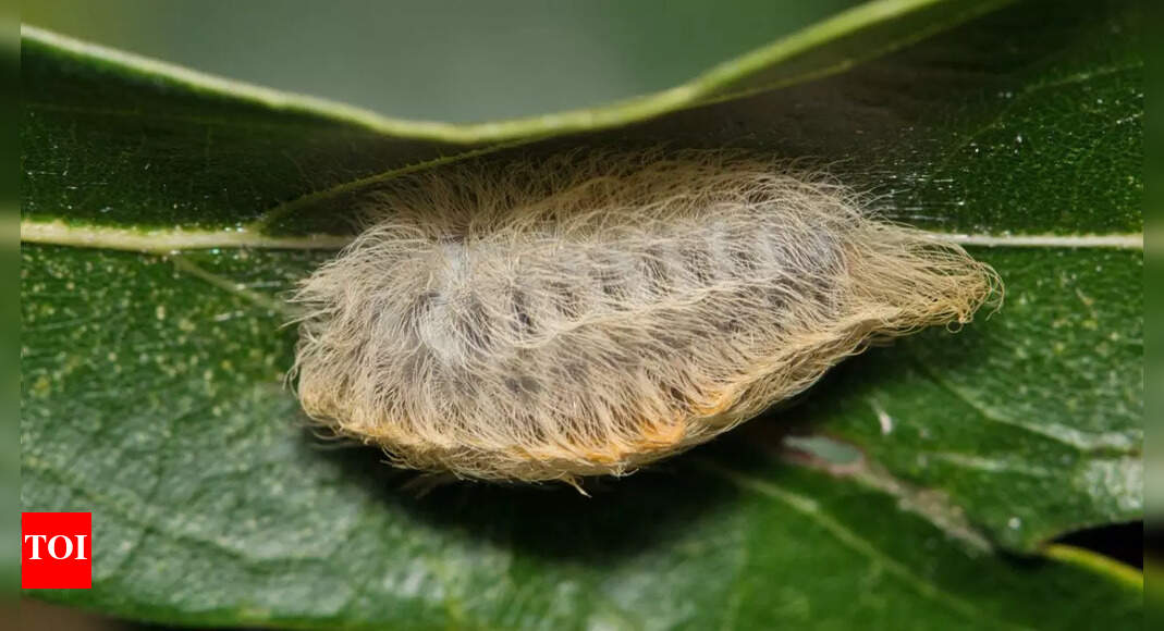 This furry, cute looking thing is not a puppy but a dangerous insect ...