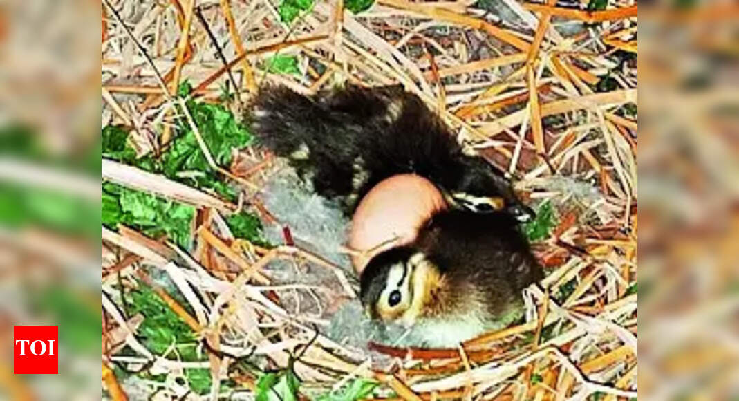 Mandarin Ducklings: Three Mandarin Ducklings Hatch in City Zoo for the ...