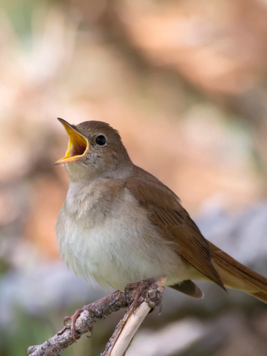 10 animal wonders who can sing and dance | Times of India