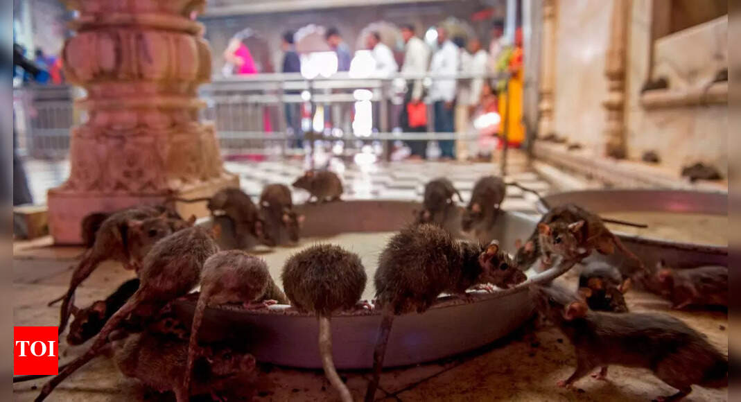 This temple in India is home to 25,000 rats! | - Times of India