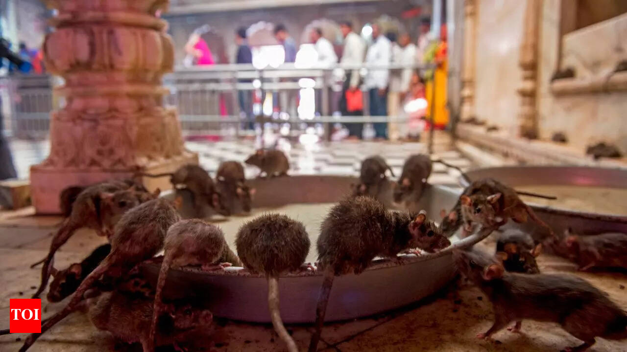 India Rats Temple