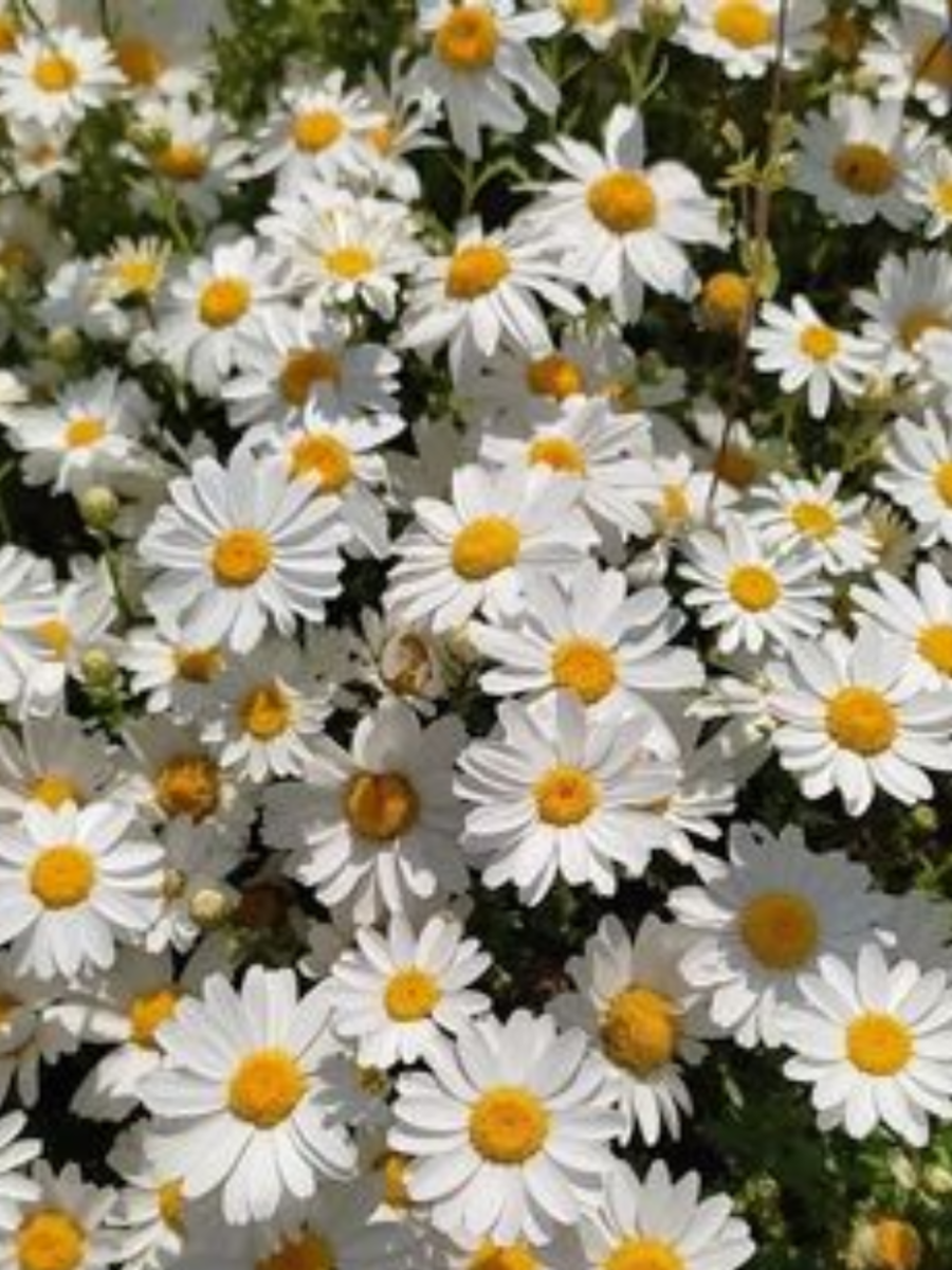 Flowers That Bloom All Year | Times Now