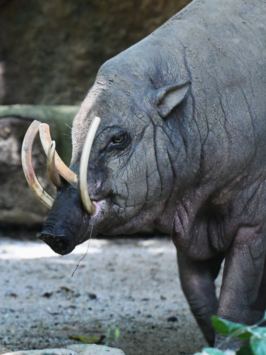 10 animals with the scariest and most unusual teeth | Times of India