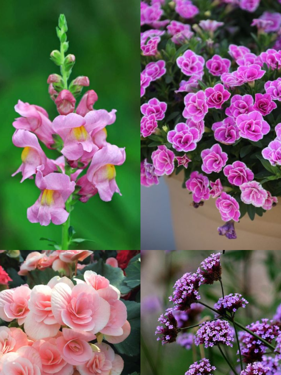 10 All-Season Flowering Plants For Your Balcony | Times Now