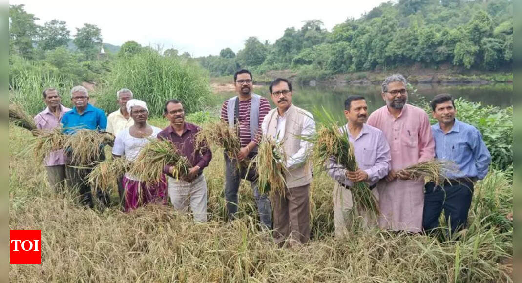 Dhave village sees ‘puran sheti’ revival | Goa News - Times of India