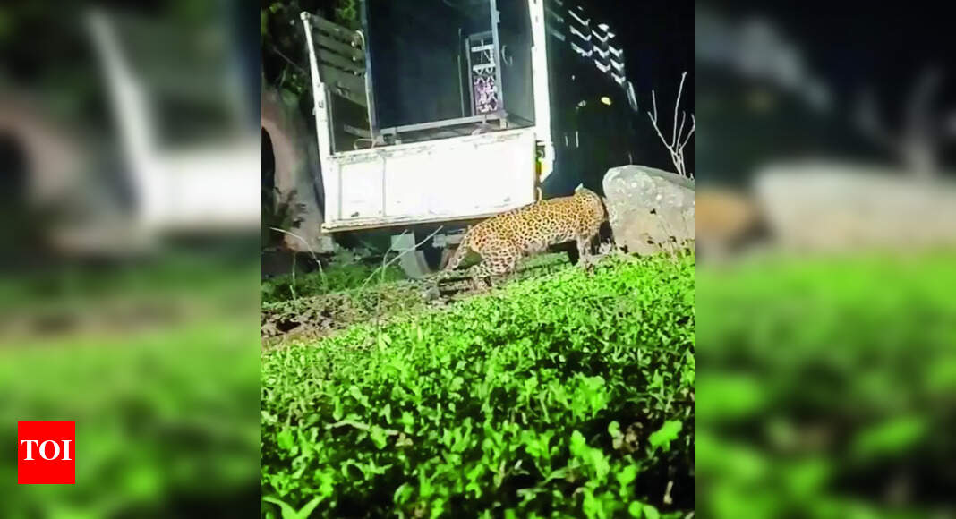 Leopard: Stray leopard captured in Gudalur, released into forest ...
