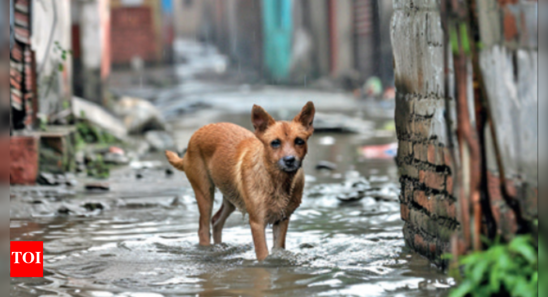 Stray Animals: Helping Stray Animals During Storm: Pet Lovers' Appeal ...
