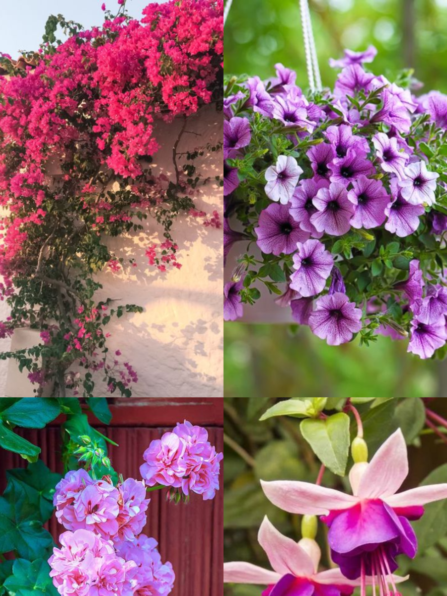 10 Beautiful Flowering Plants For Terrace Garden | Times Now