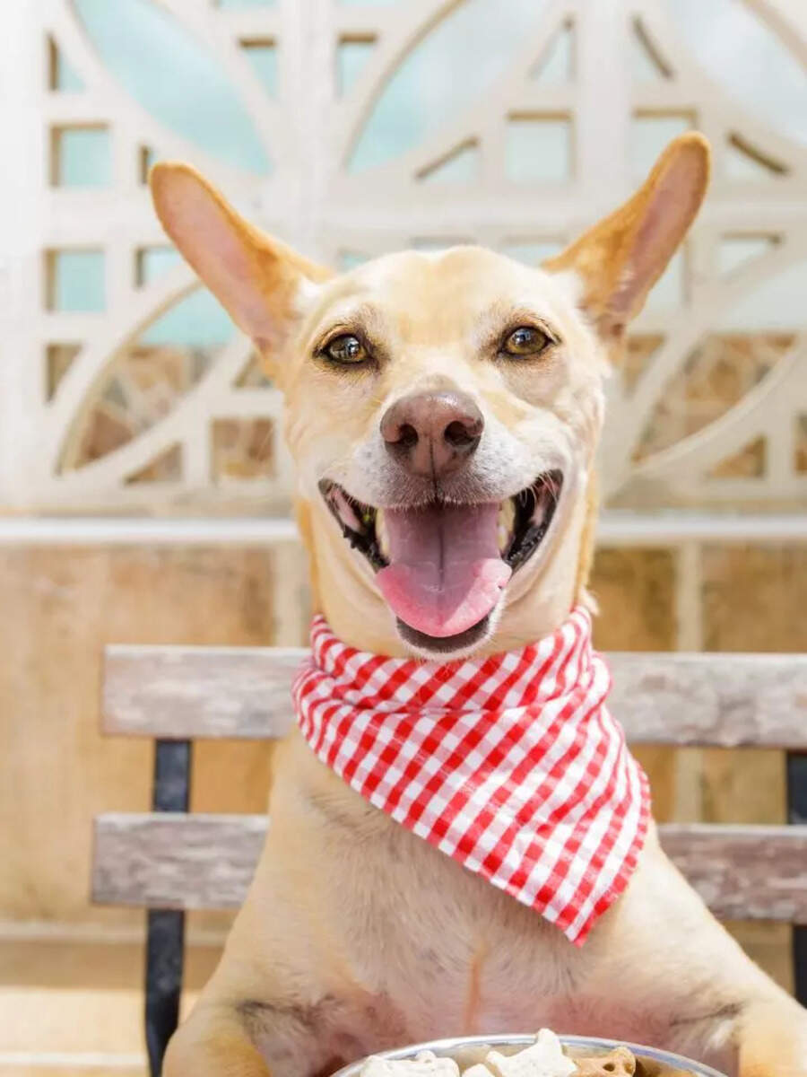 8 cooling summer foods for dogs | Times of India