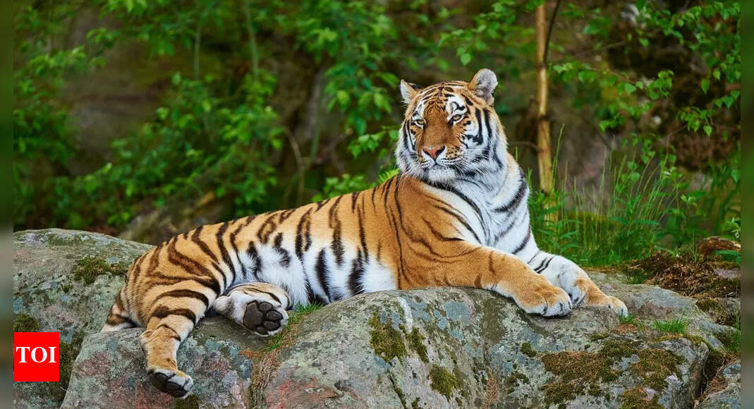 Manu, the oldest tiger in the Thiruvananthapuram zoo dies | - Times of ...