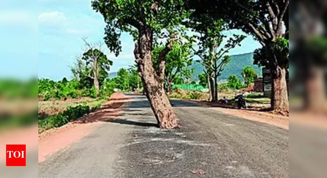 Under-Construction Road: Investigation Launched into 2 Trees Blocking ...