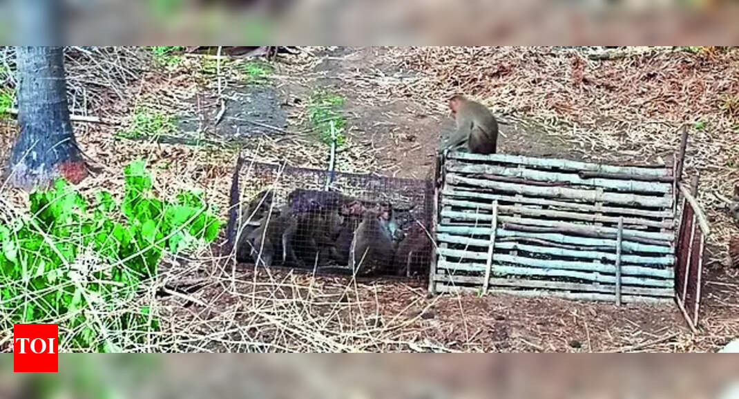 Monkeys: 29 monkeys rescued in Srirangam area | Trichy News - Times of India