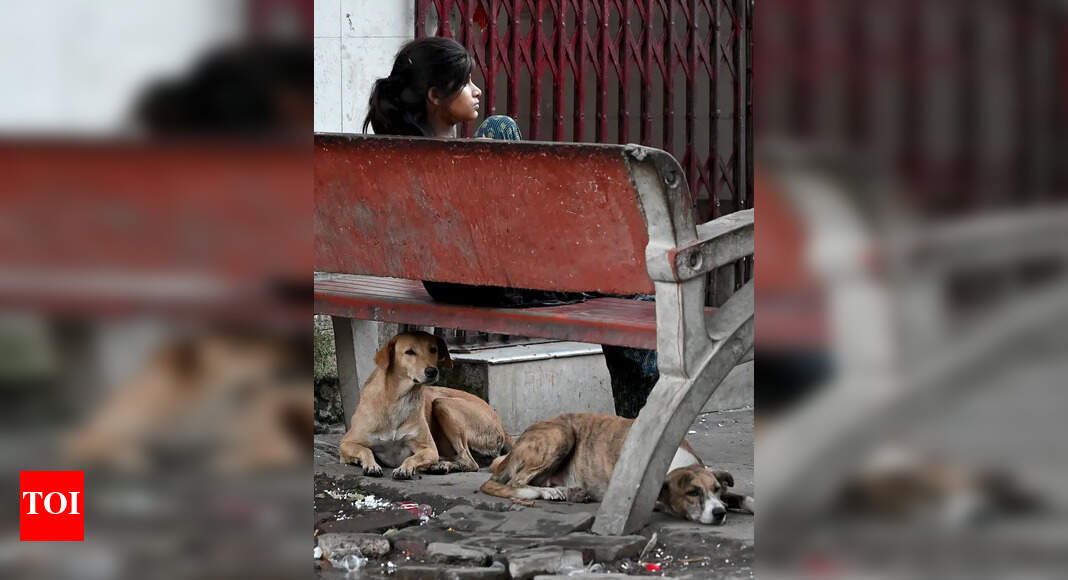 Stray dogs kill girl trying to save her 2-year-old brother in Kanpur ...