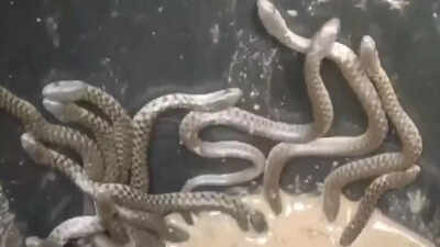 Watch: Over 35 snakes slither out of newly-constructed house in Assam ...