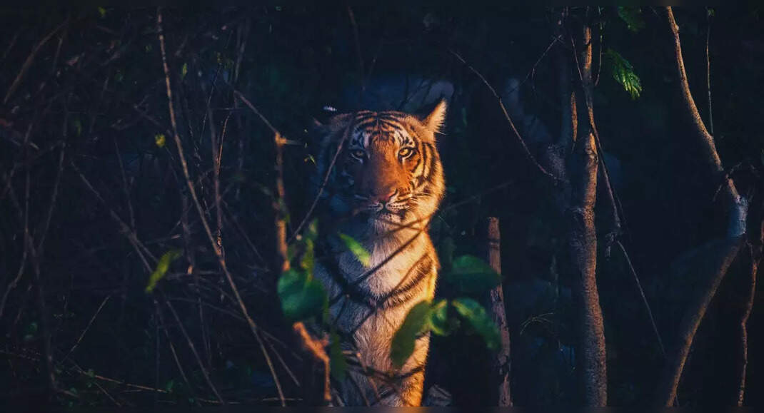 First ever royal Bengal tiger sighting in Sikkim's Yali forest ...
