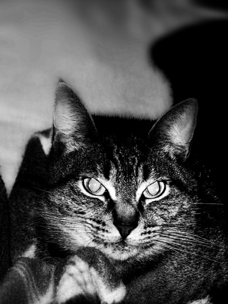 10 animals that are believed to bring bad luck to the family | Times of ...