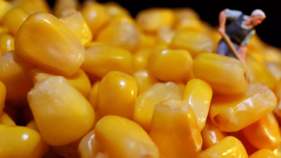 Gmo: China approves imports of GMO corn grown in Argentina - Times of India